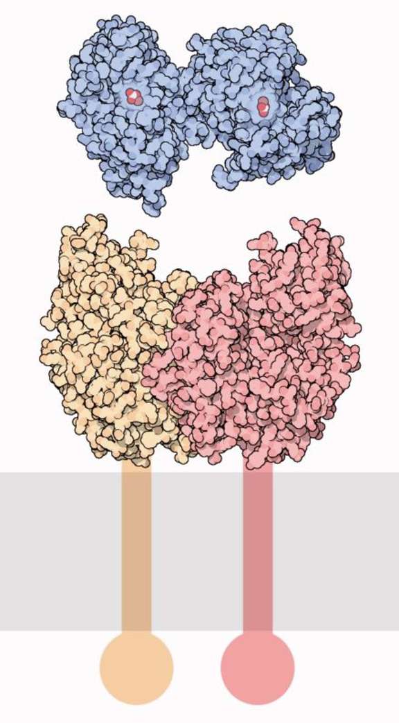 L’effet protecteur de la transferrine contre les maladies dégénératives ...
