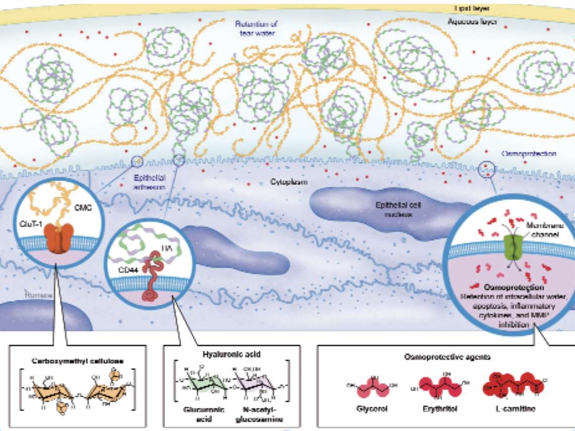 Sécheresse oculaire : intérêt de combiner osmoprotecteurs, acide ...