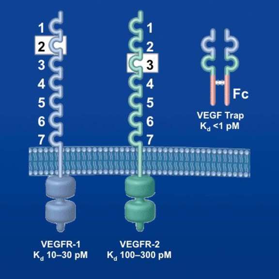 VEGF-trap : qu'en attendre?